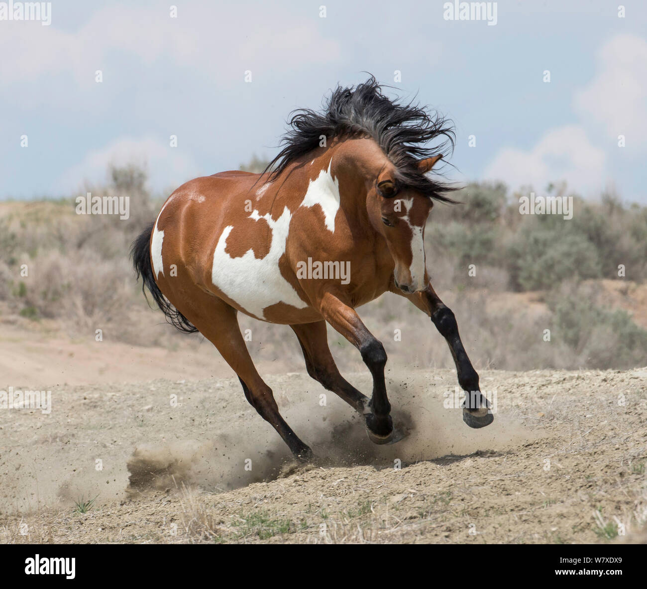 Mustang pinto hi-res stock photography and images - Alamy