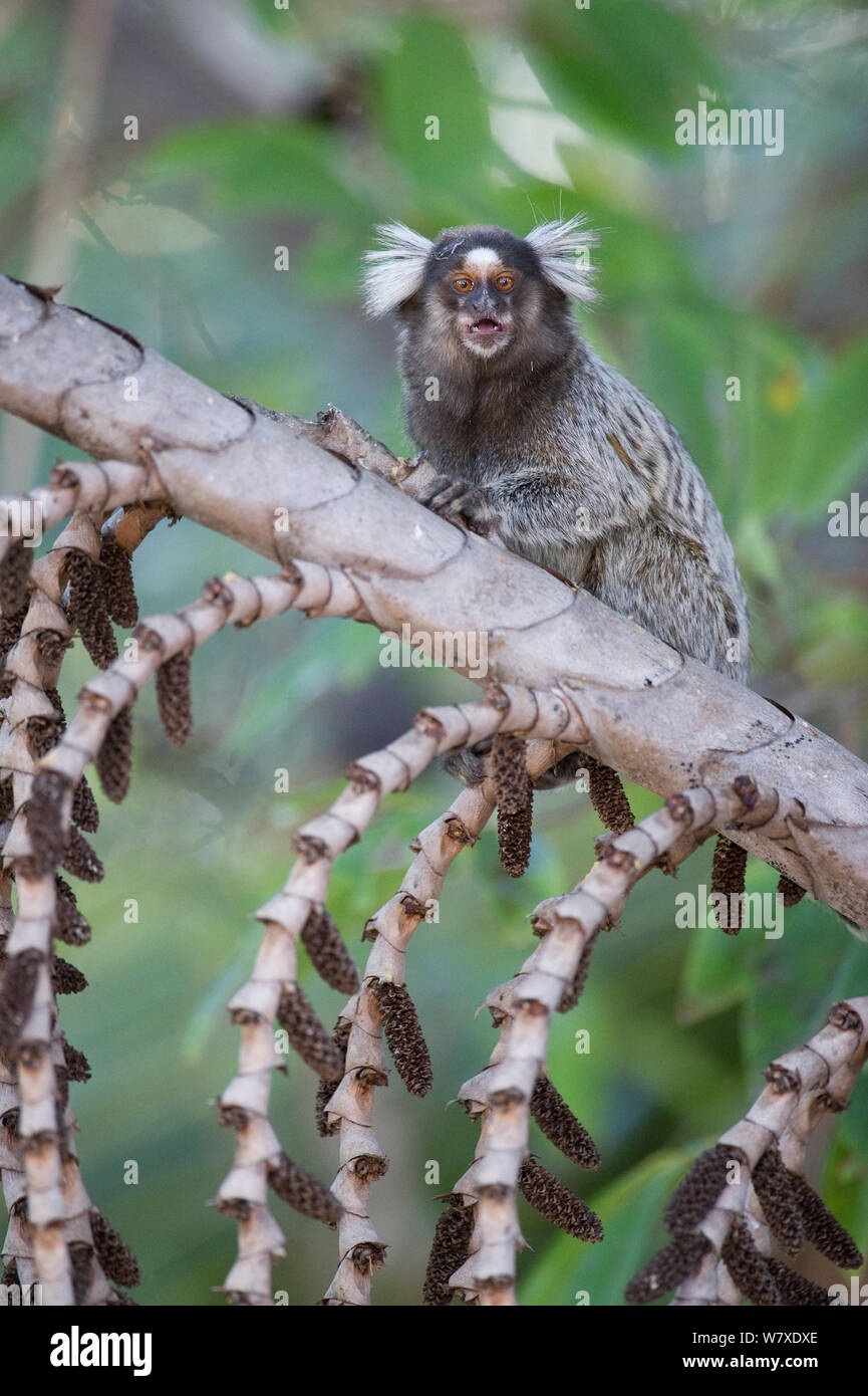 Common Marmoset (Calithrix jacchus) Piaui, Brazil, Hanging, sitting on ...