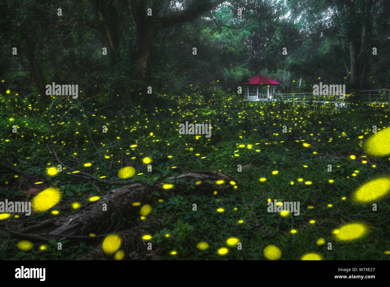 firefly in forest at night time, fantasy landscape Stock Photo - Alamy