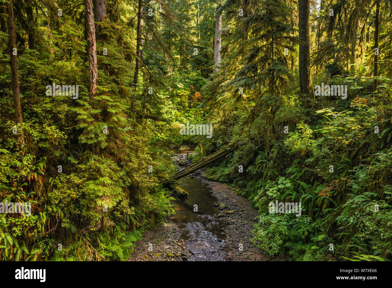 Willaby Creek, Rain Forest Nature Trail, Quinault Valley, Olympic ...