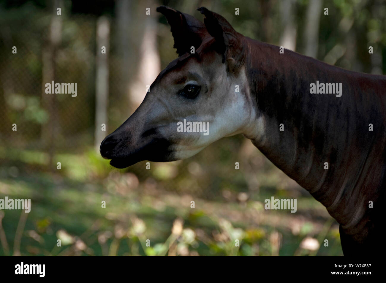Okapi (Okapia johnstoni) captive at Epulu Okapi Wildlife Reserve ...