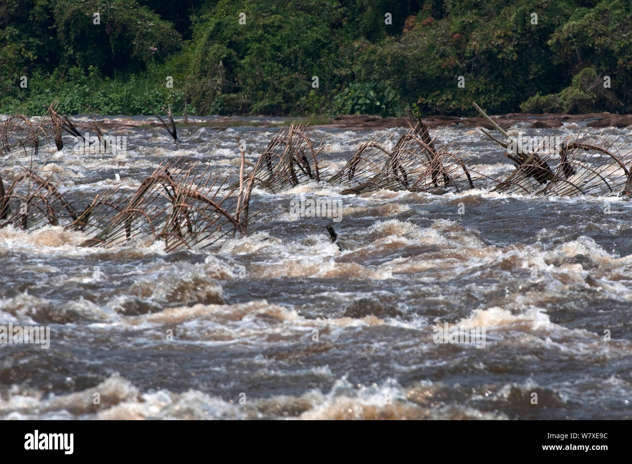 Fish basket traps set up on the Ituri River near Bomili Village, Ituri ...