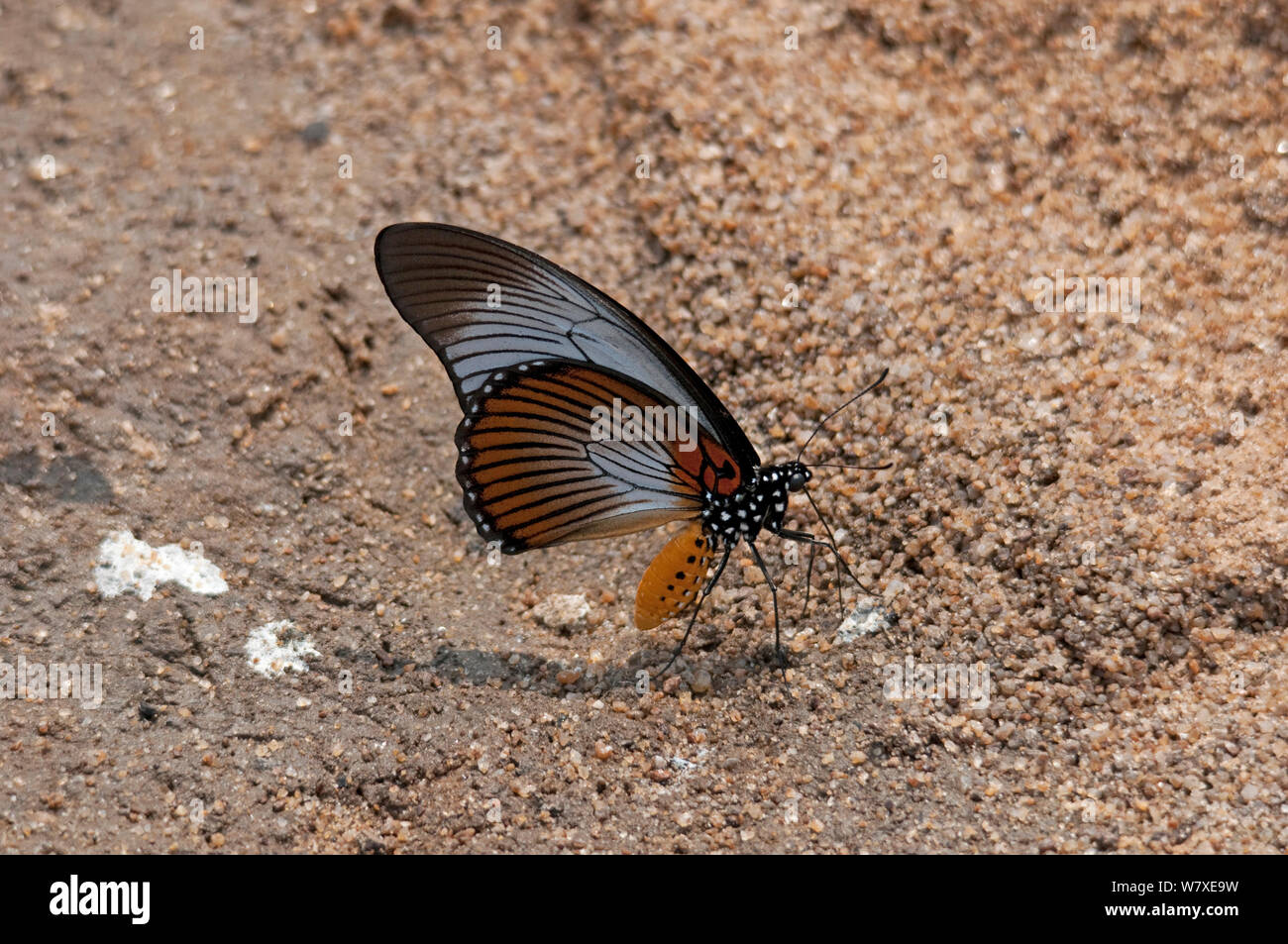 Invertebrate Papilionidae High Resolution Stock Photography and Images ...