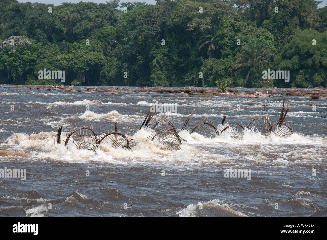 Fish basket traps set up on the Ituri River near Bomili Village, Ituri ...