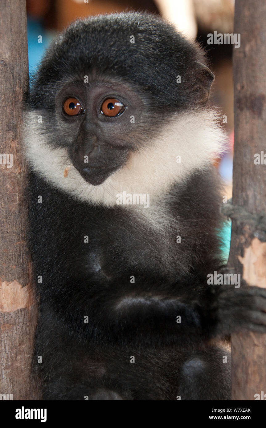 Cercopithecus thomasi hi-res stock photography and images - Alamy