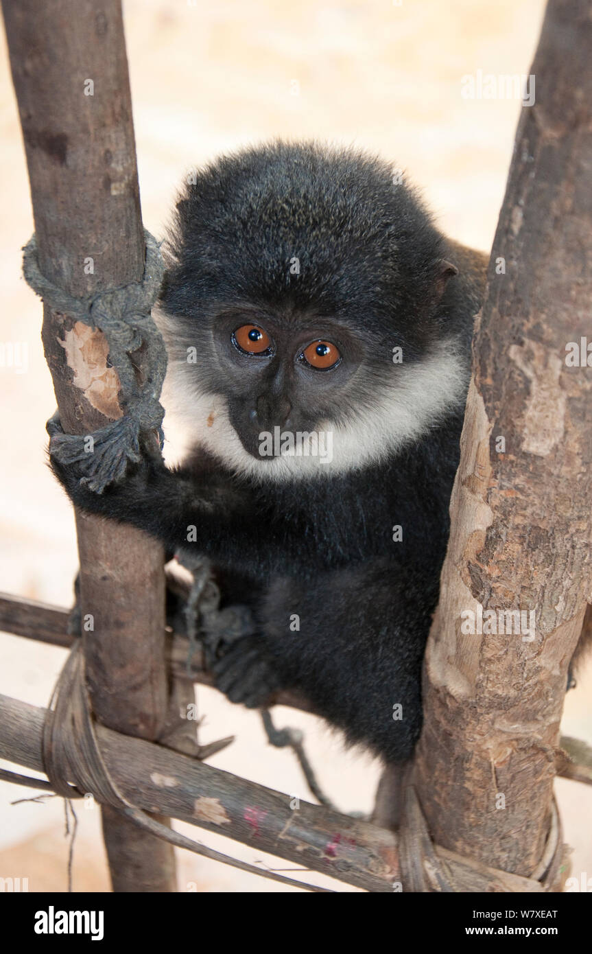 Cercopithecus thomasi hi-res stock photography and images - Alamy