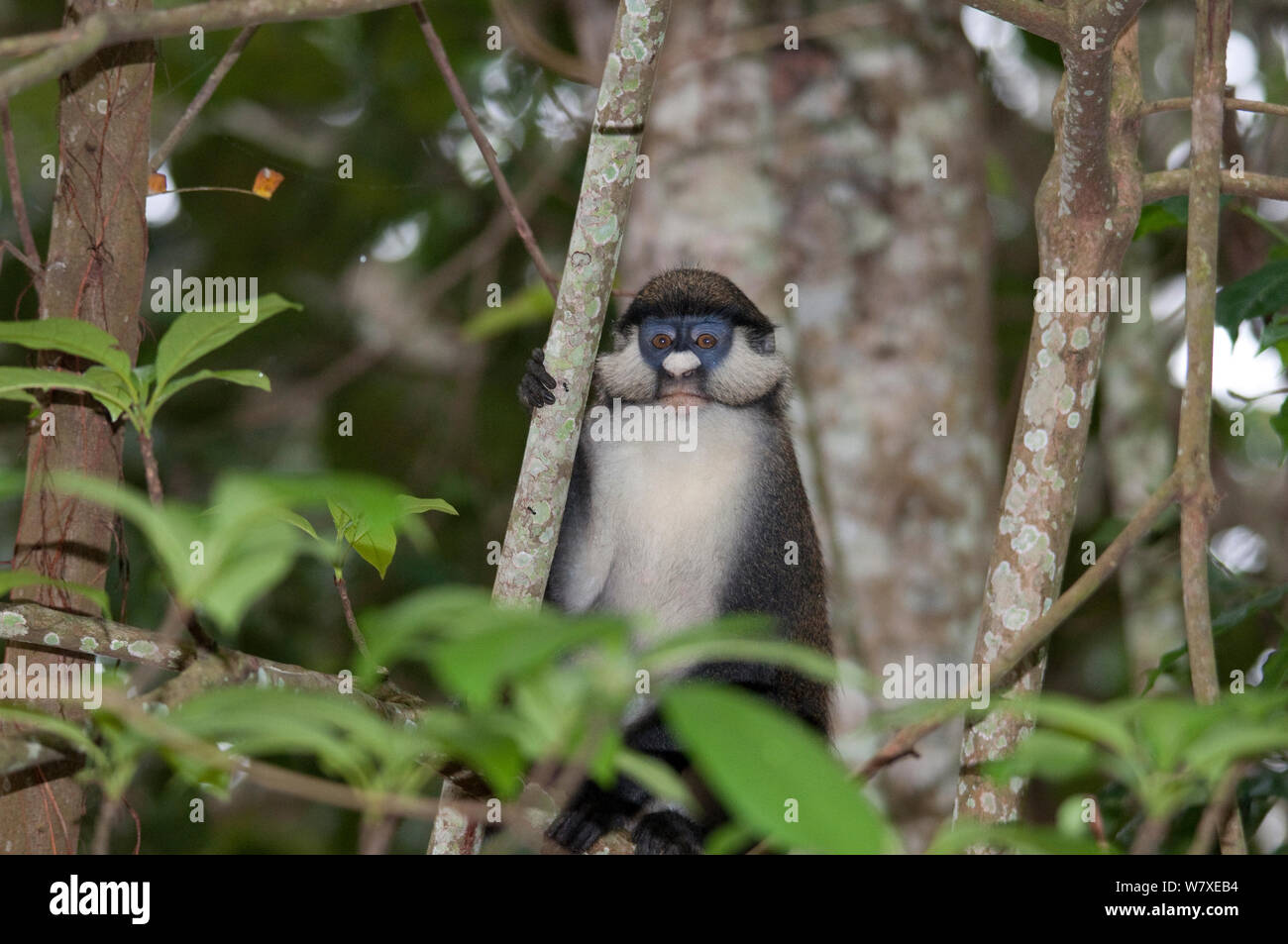 Red tailed guenon monkeys hi-res stock photography and images - Alamy