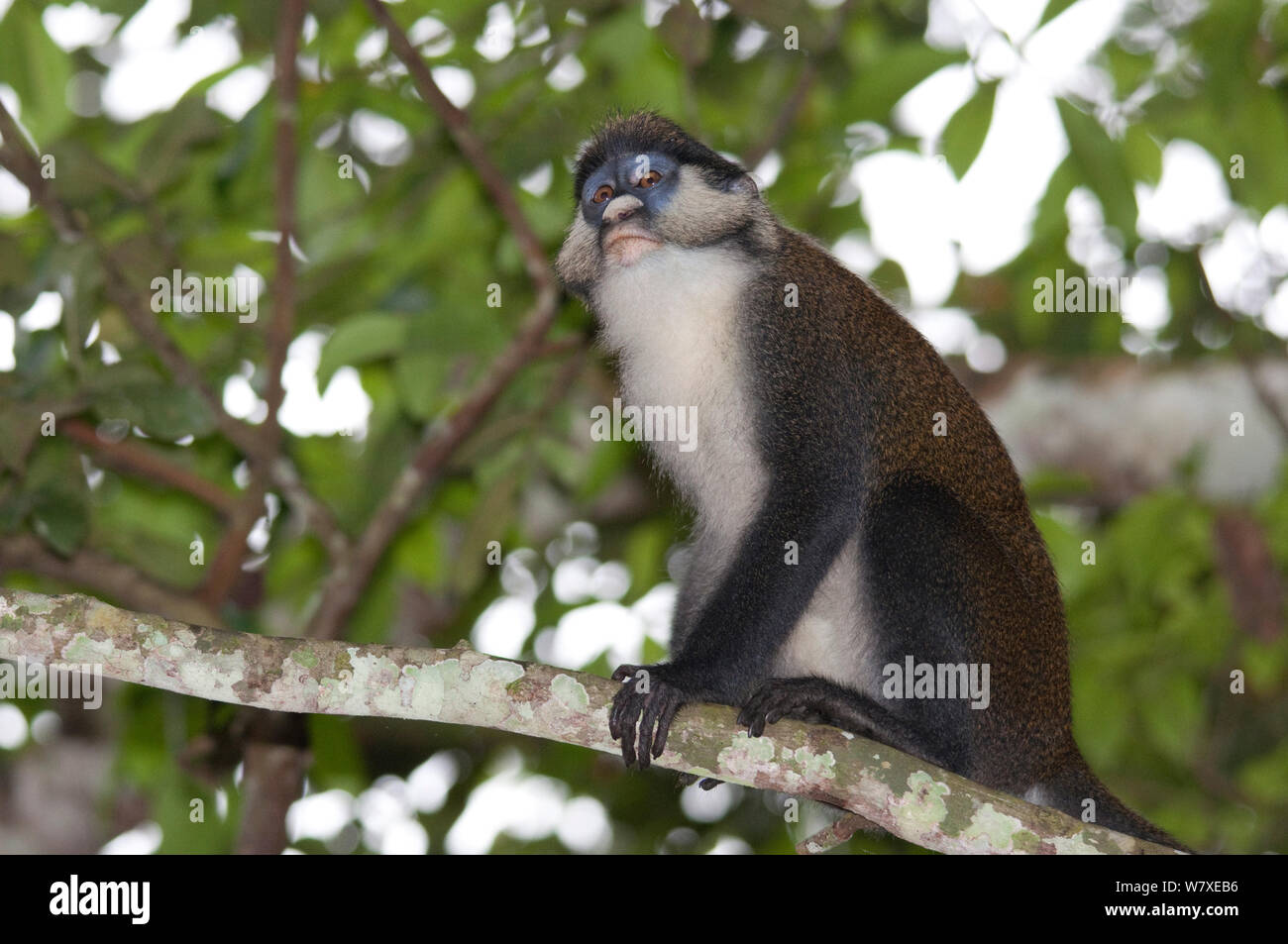 Red tailed guenon (Cercopithecus ascanius) Epulu Okapi Wildlife Reserve ...