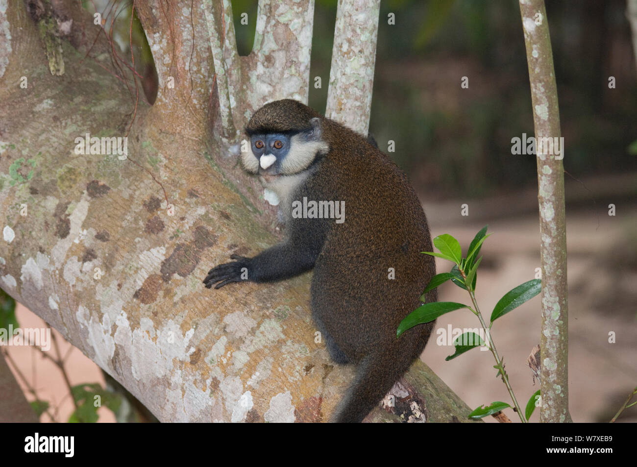 Red tailed guenon monkeys hi-res stock photography and images - Alamy