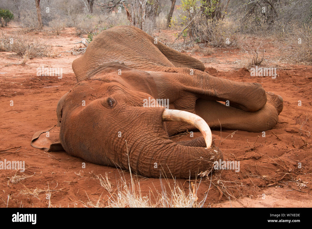 Bull african elephant hi-res stock photography and images - Alamy
