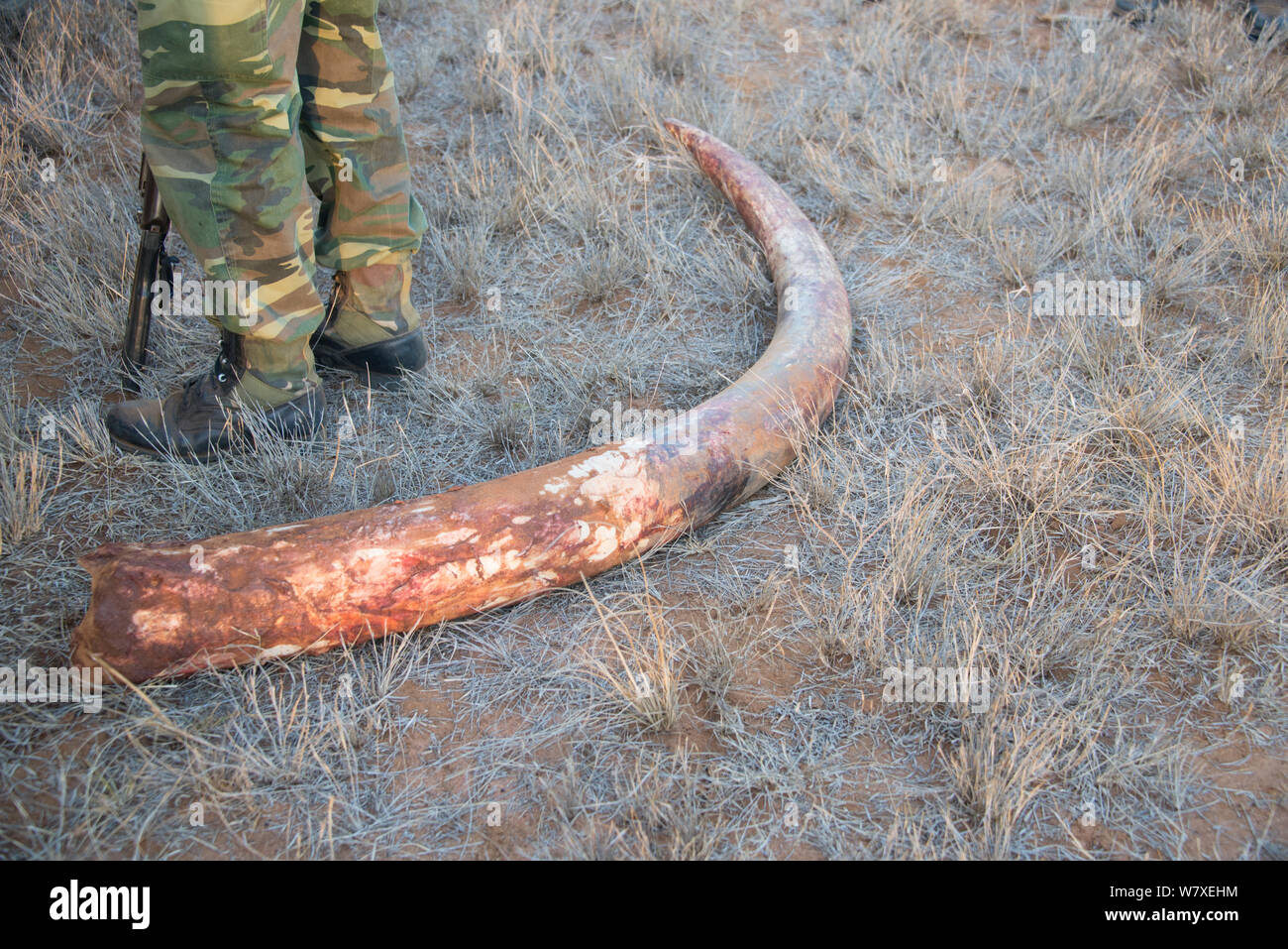 Wildlife ranger tusk kenya hi-res stock photography and images - Alamy