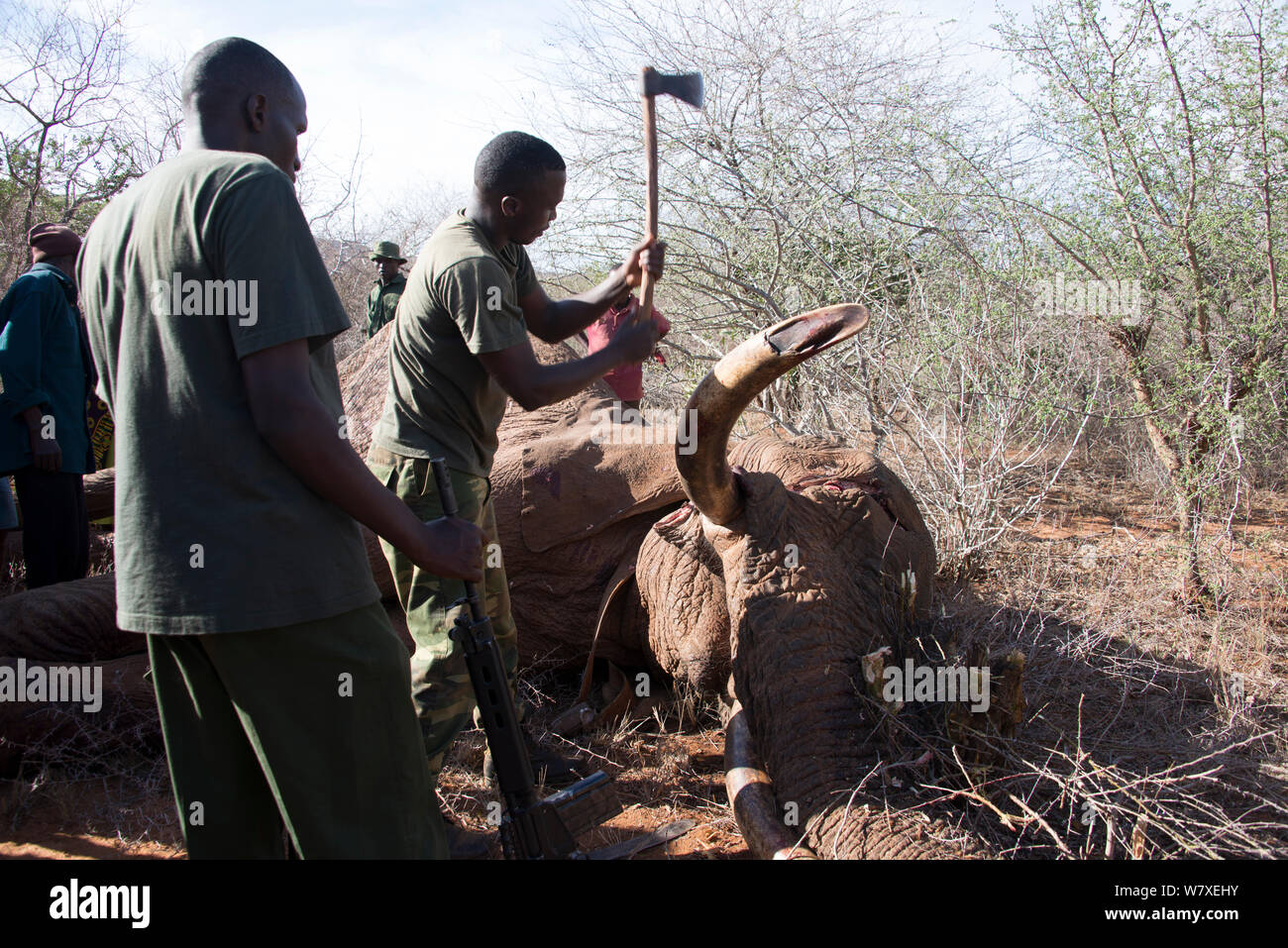 Kenya wildlife service rangers hi-res stock photography and images - Alamy