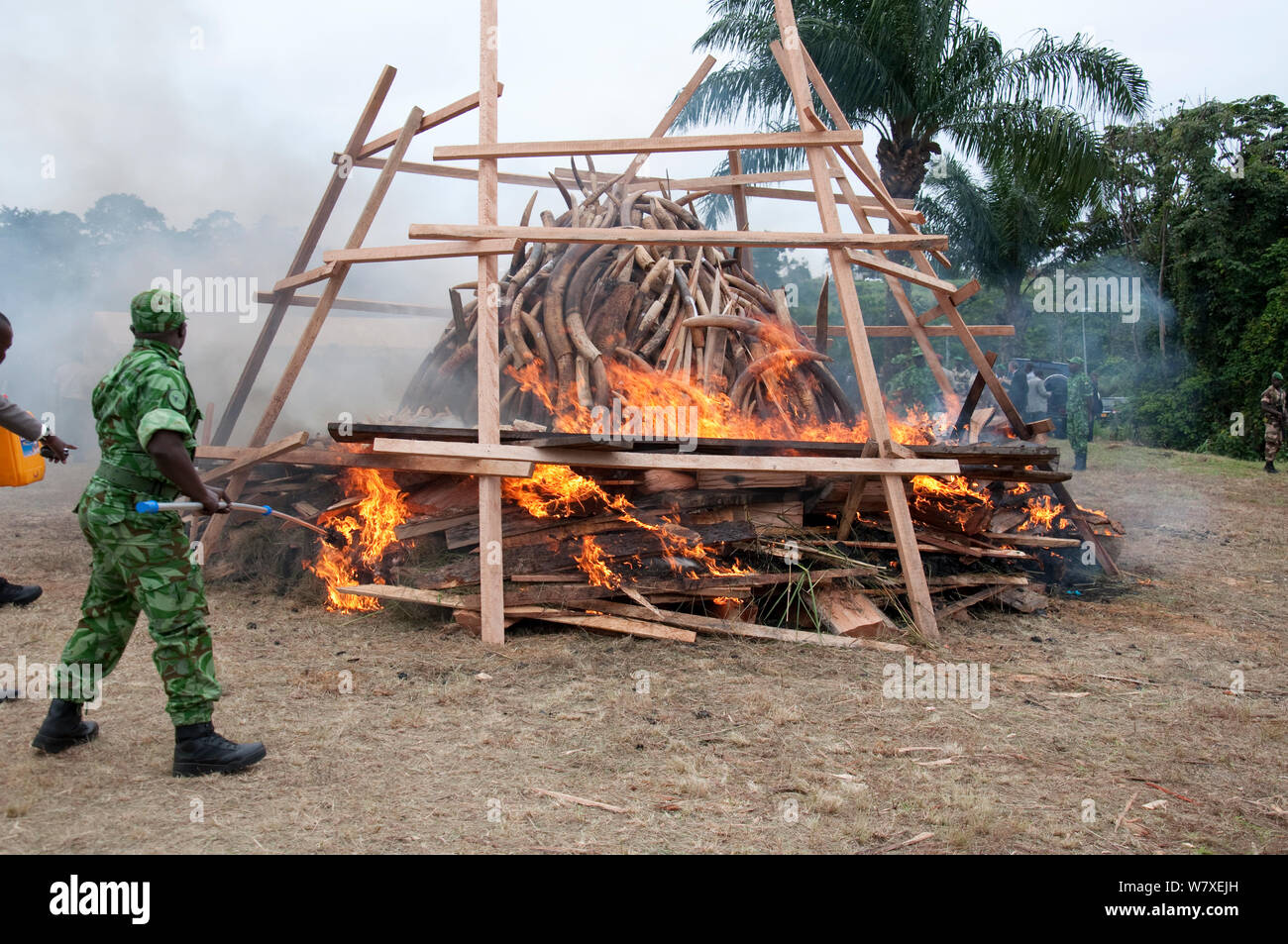 Ivory poaching ranger hi-res stock photography and images - Alamy