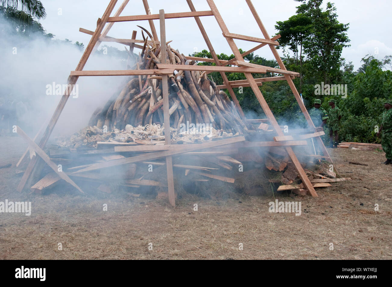 Elephant ivory fire hi-res stock photography and images - Alamy