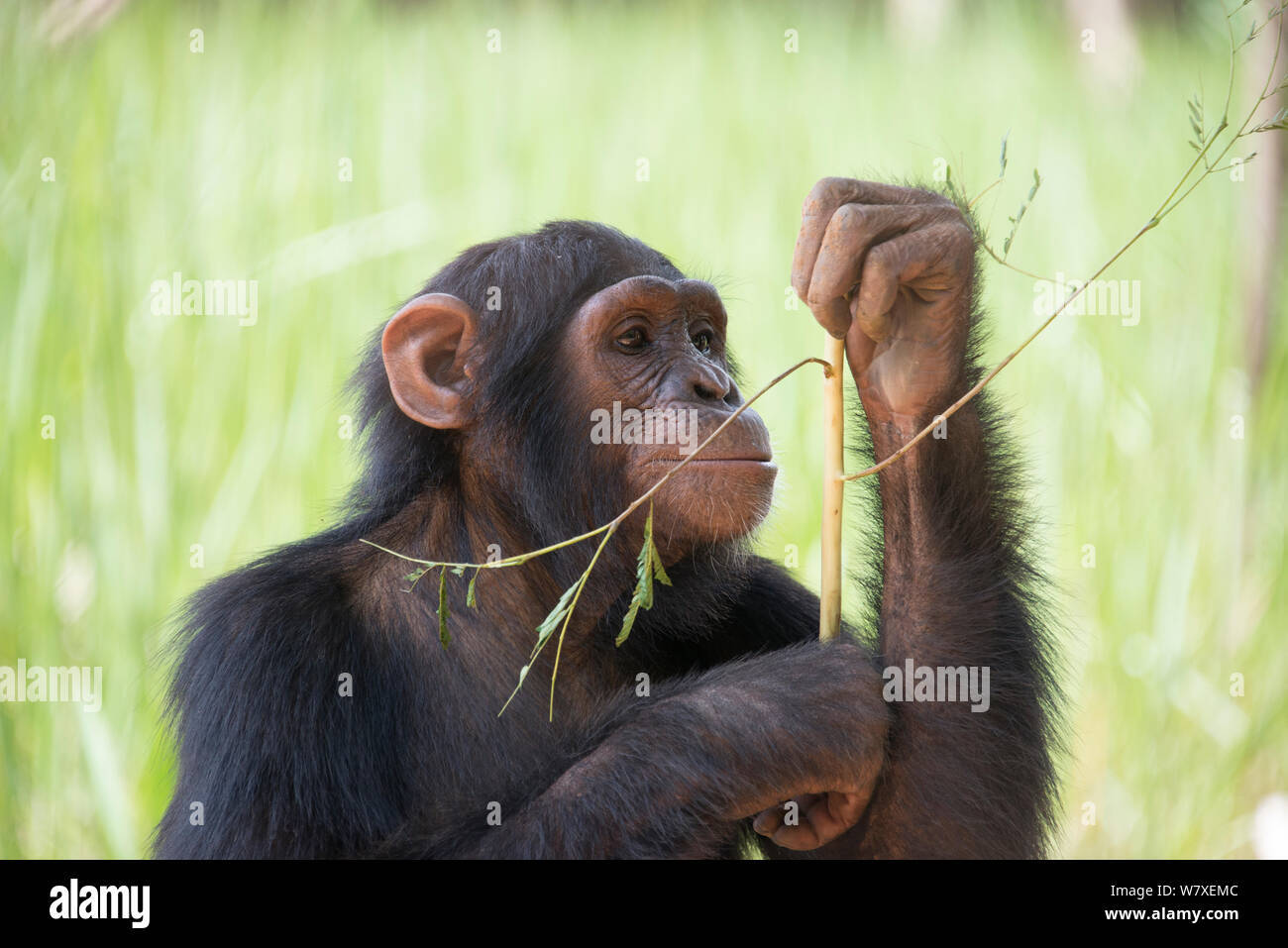 Chimpanzee with stick hi-res stock photography and images - Alamy