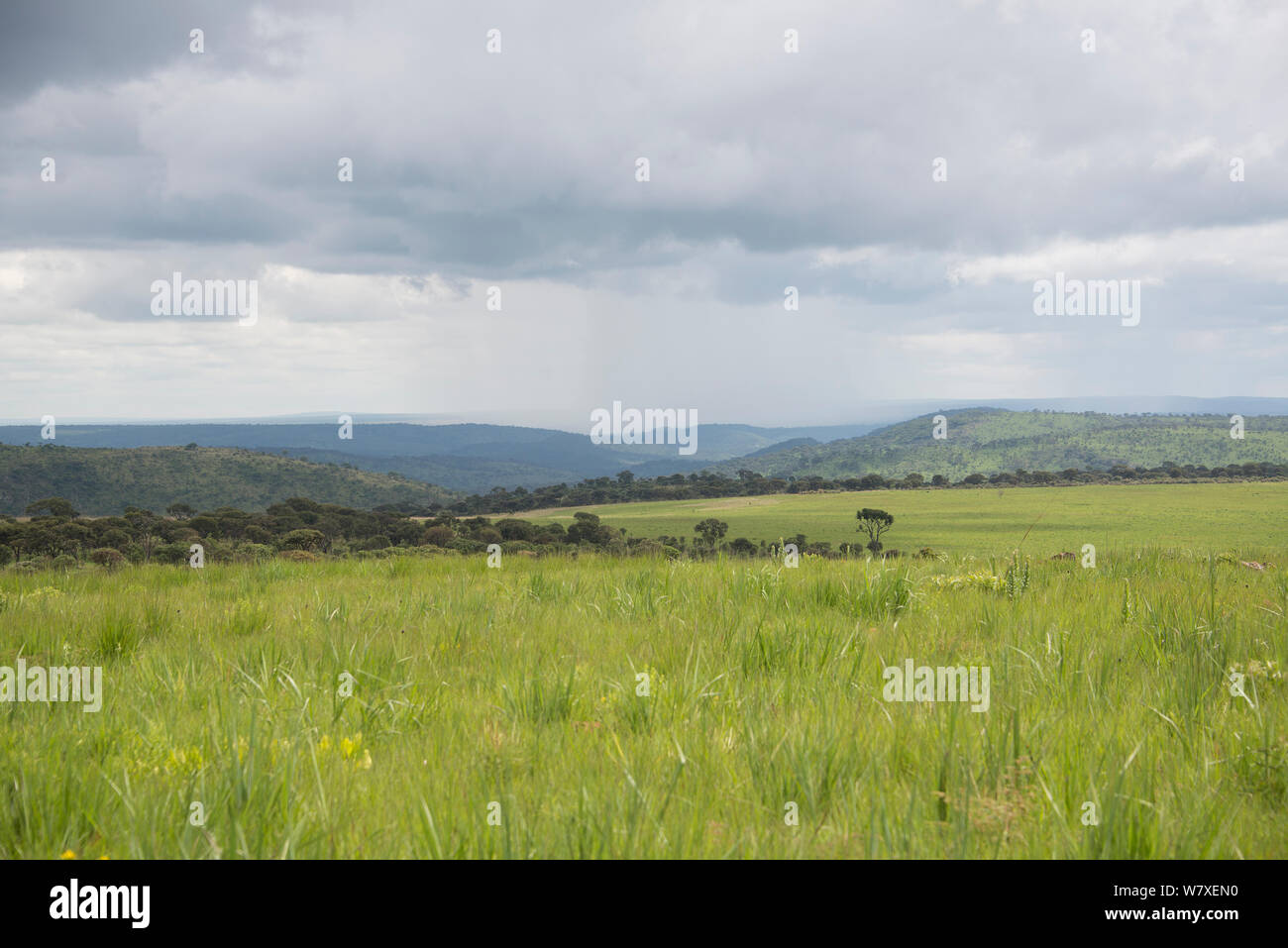 Dr congo hi-res stock photography and images - Alamy