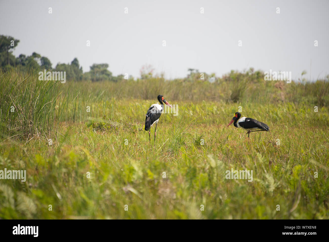 Saddle-billed storks (Ephippiorhynchus senegalensis) in wetland near ...