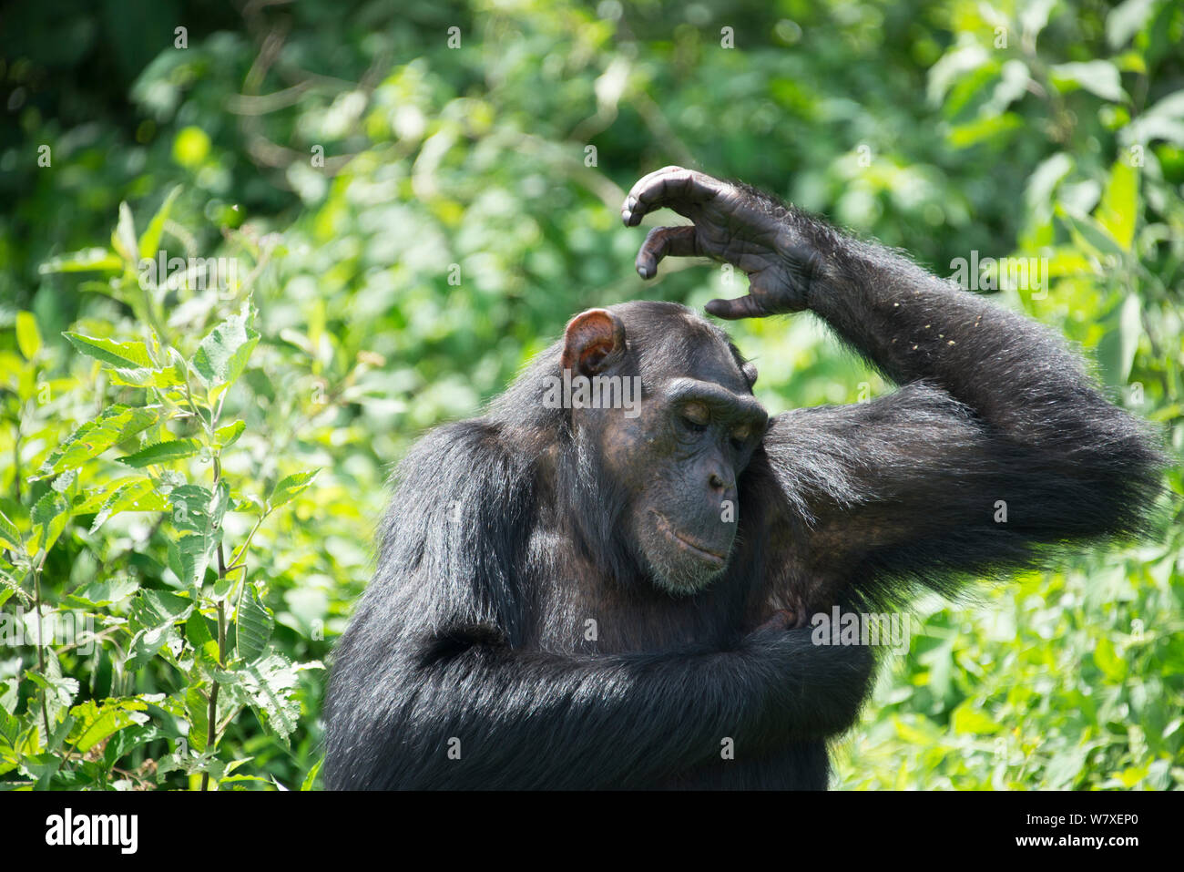 Chimpanzee (Pan troglodytes) scratching under its arms, Ngamba Island ...