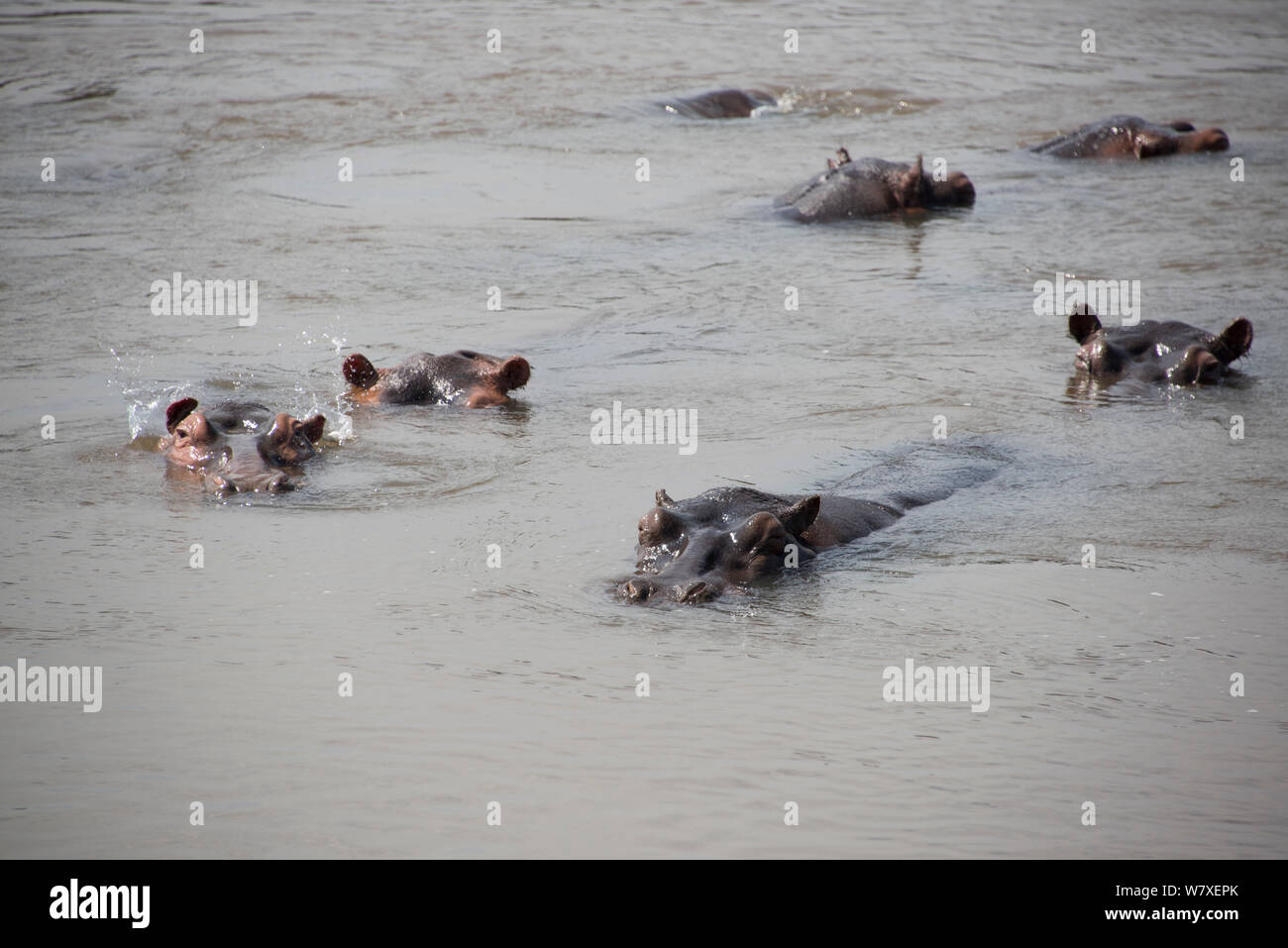 Hippopotamuses (Hippopotamus amphibius) in river, Garamba National Park ...
