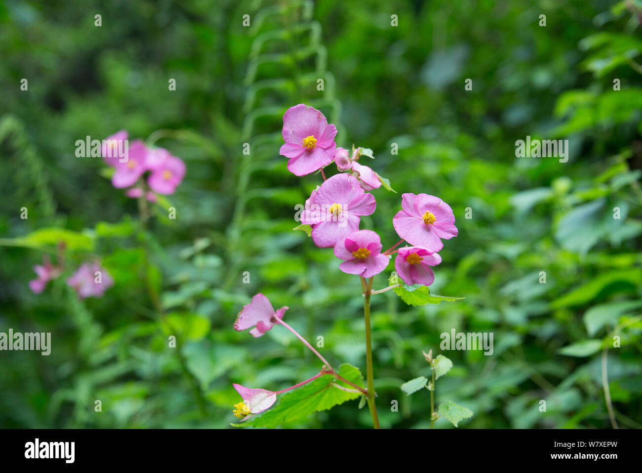 unidentified pink flowers in the Ruwenzori mountain range at high ...