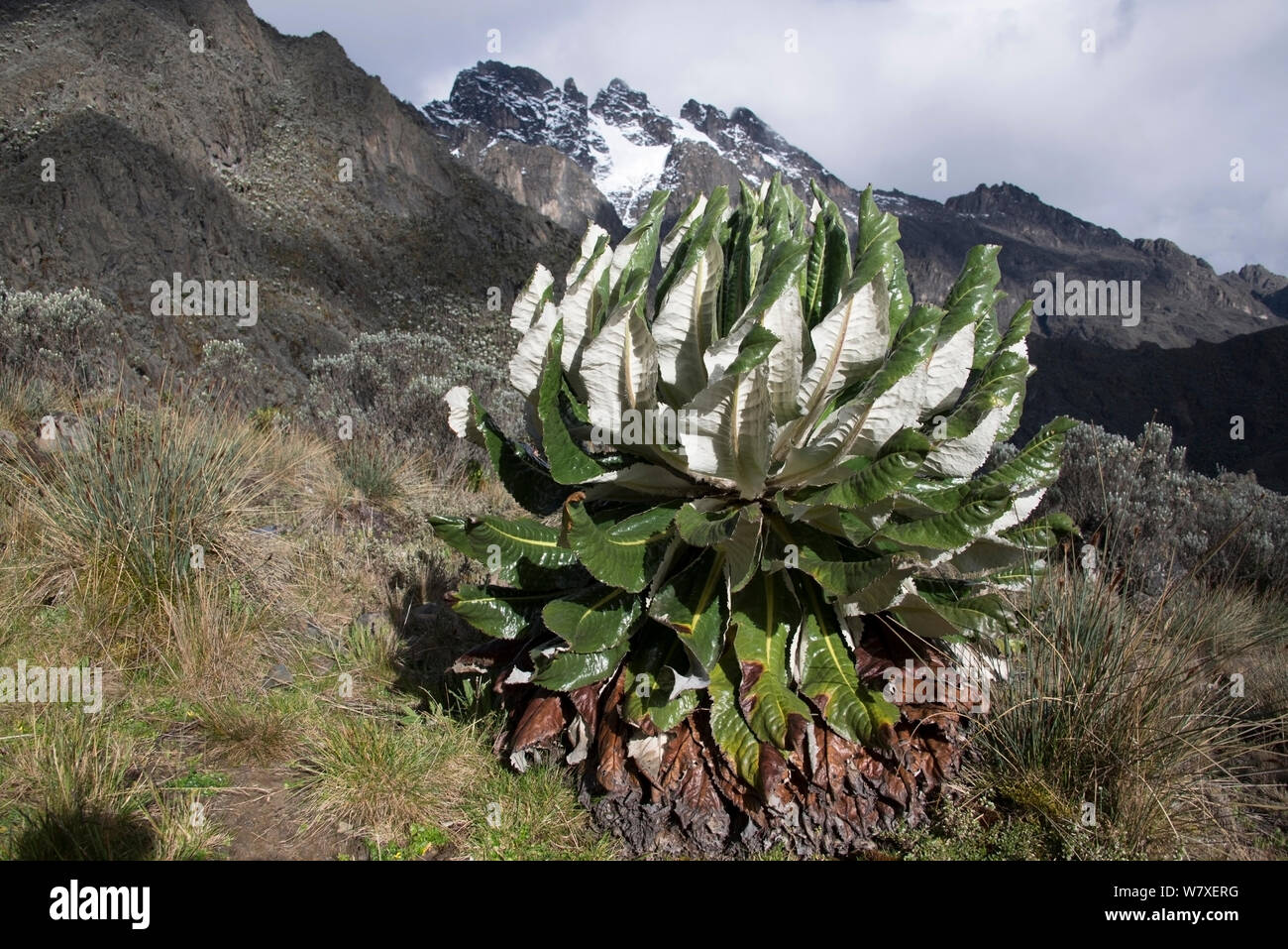 Giant Lobelia (Lobelia) Virunga National Park UNESCO World Heritage ...