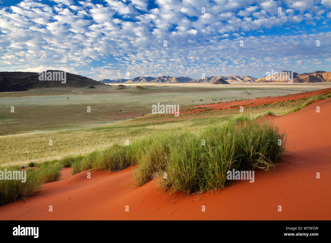 Namibian grasses hi-res stock photography and images - Alamy