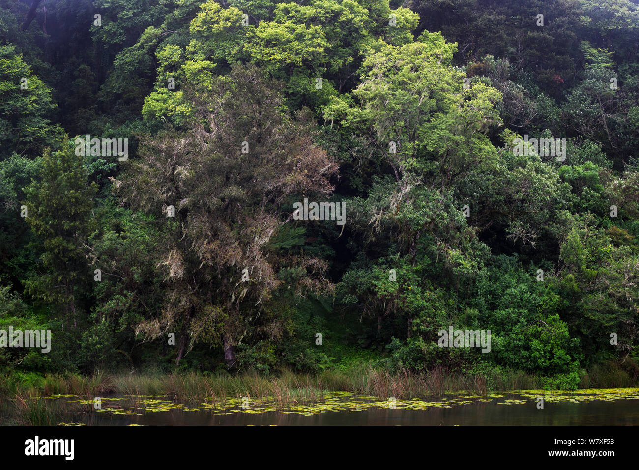 Indigenous forest in misty conditions. Debengeni Falls, Magoebaskloof ...