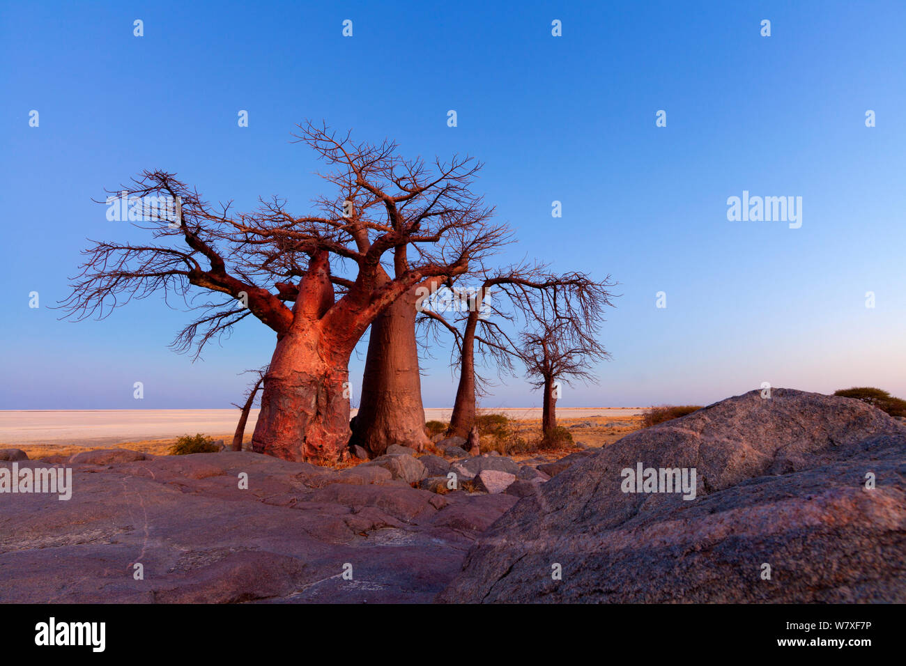 Botswana trees hi-res stock photography and images - Alamy