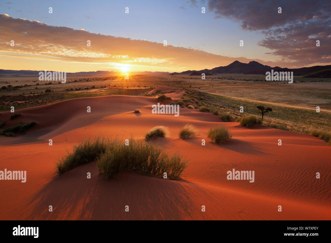 South african grasses hi-res stock photography and images - Alamy