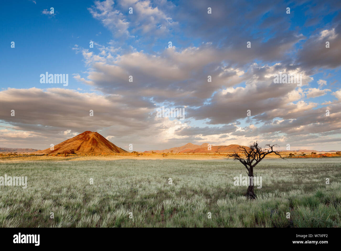 South african grasses hi-res stock photography and images - Alamy