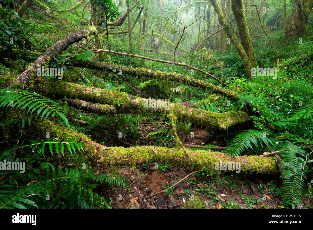 Non indigenous tree hi-res stock photography and images - Alamy