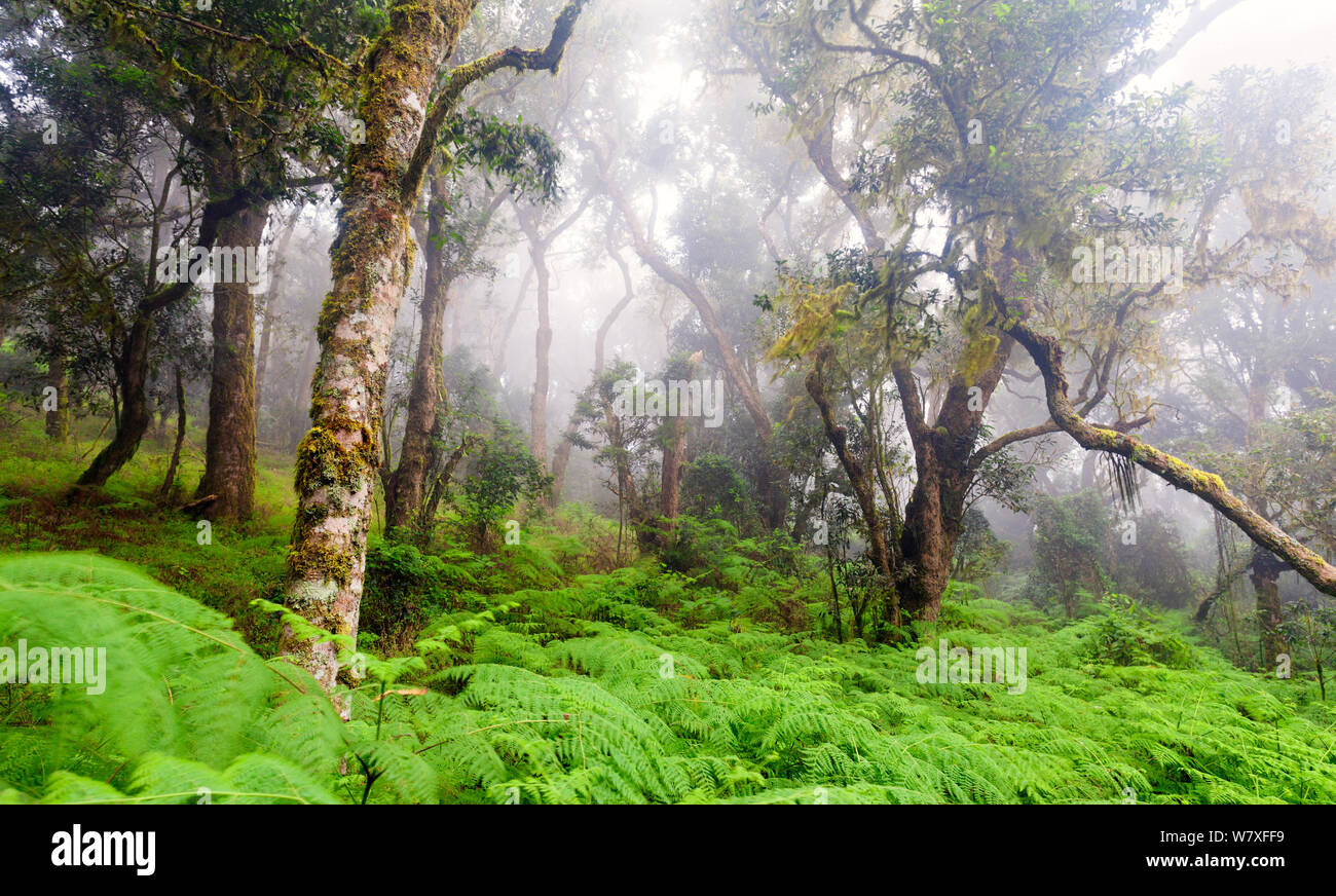 Indigenous forest in misty conditions. Debengeni Falls, Magoebaskloof ...