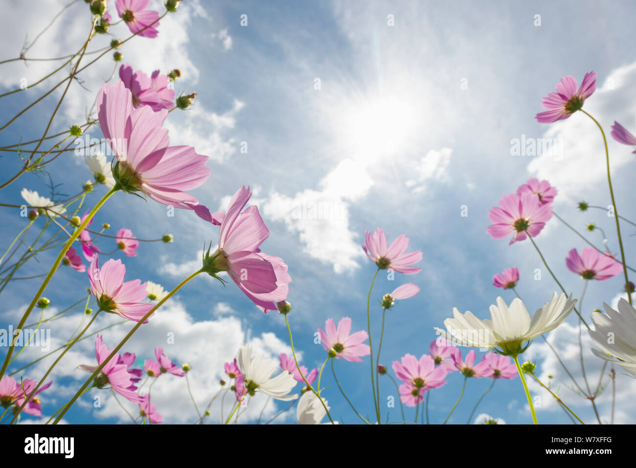 Cosmos south africa hi-res stock photography and images - Alamy