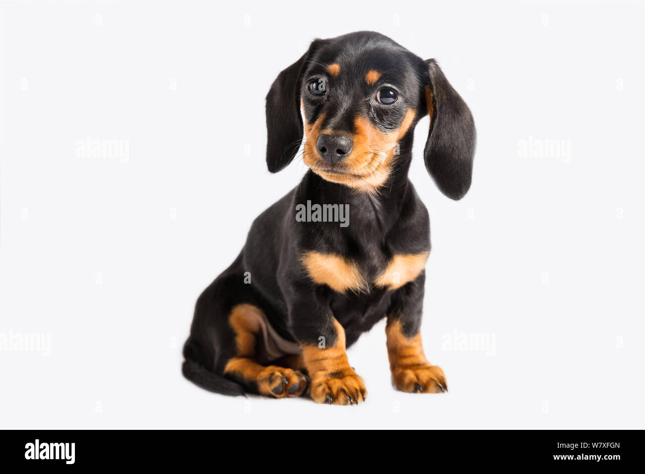 Dog dolly hi-res stock photography and images - Alamy
