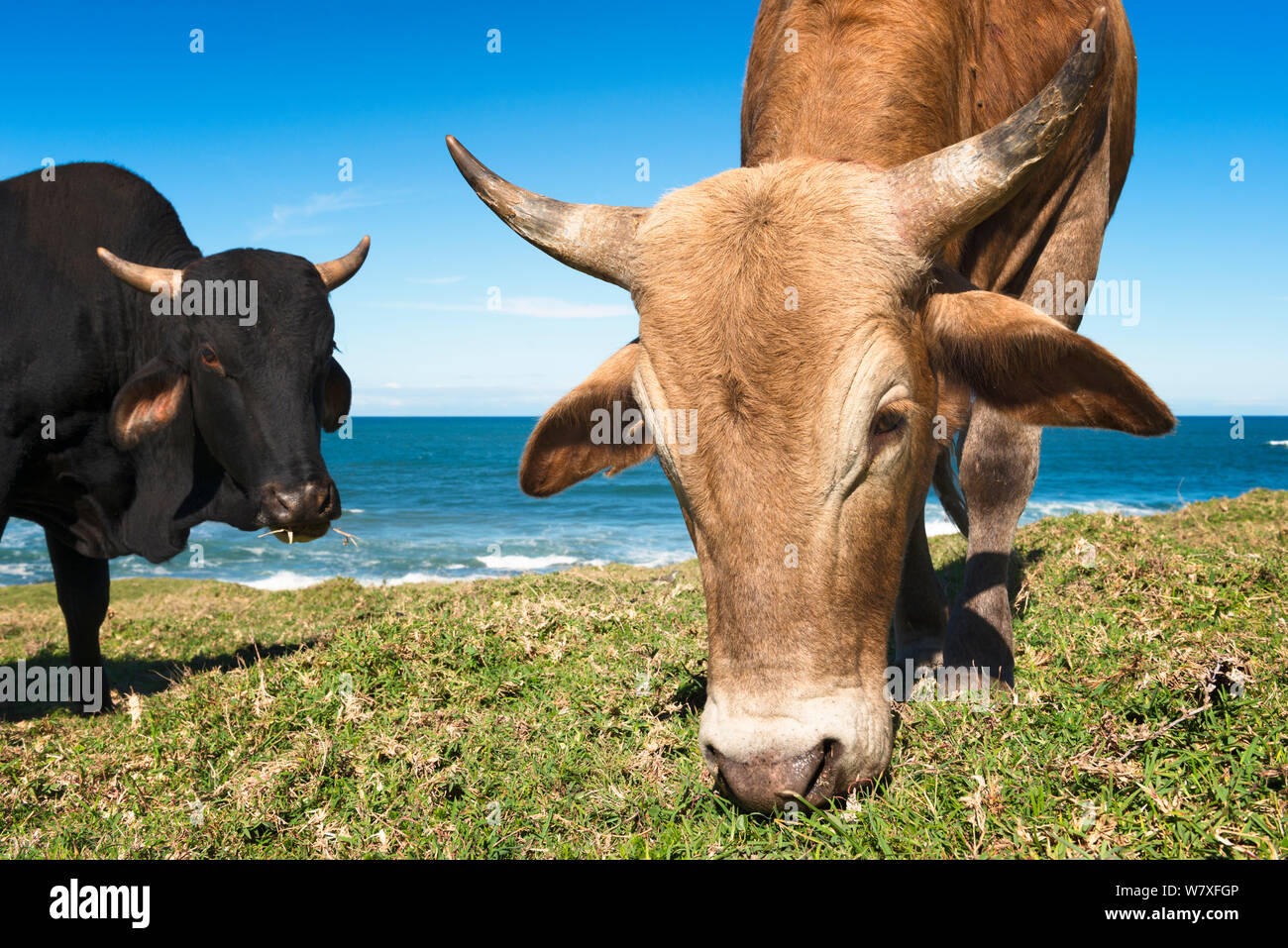 Nguni cow hi-res stock photography and images - Alamy