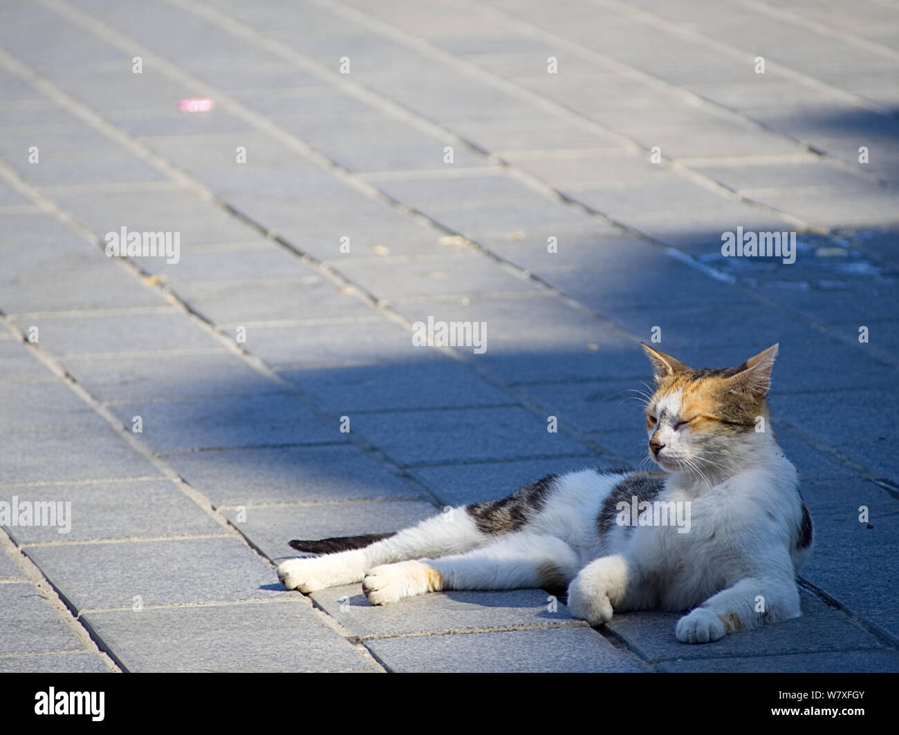 Stray cat in white hi-res stock photography and images - Alamy