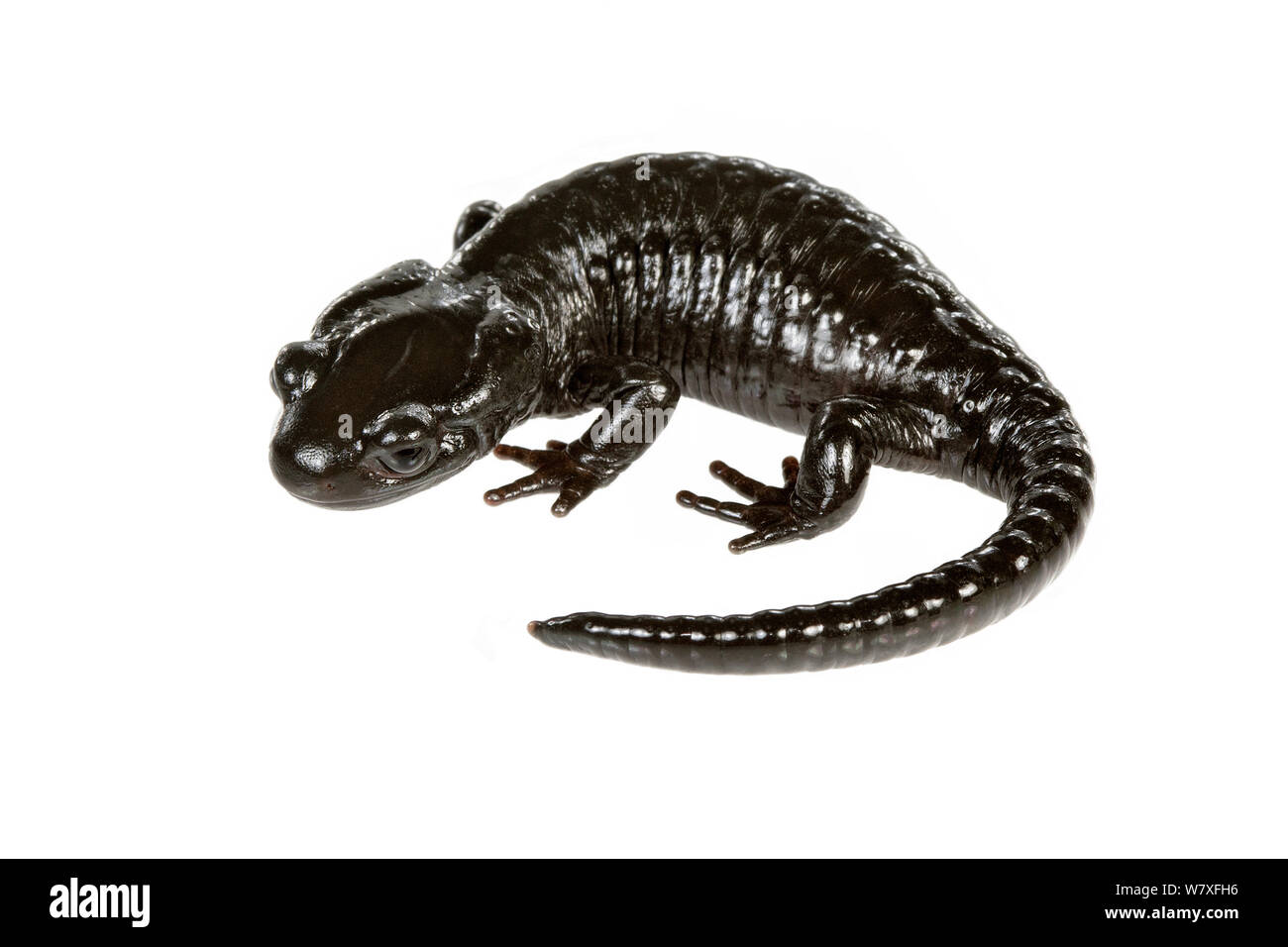 Alpine salamander Cut Out Stock Images & Pictures - Alamy