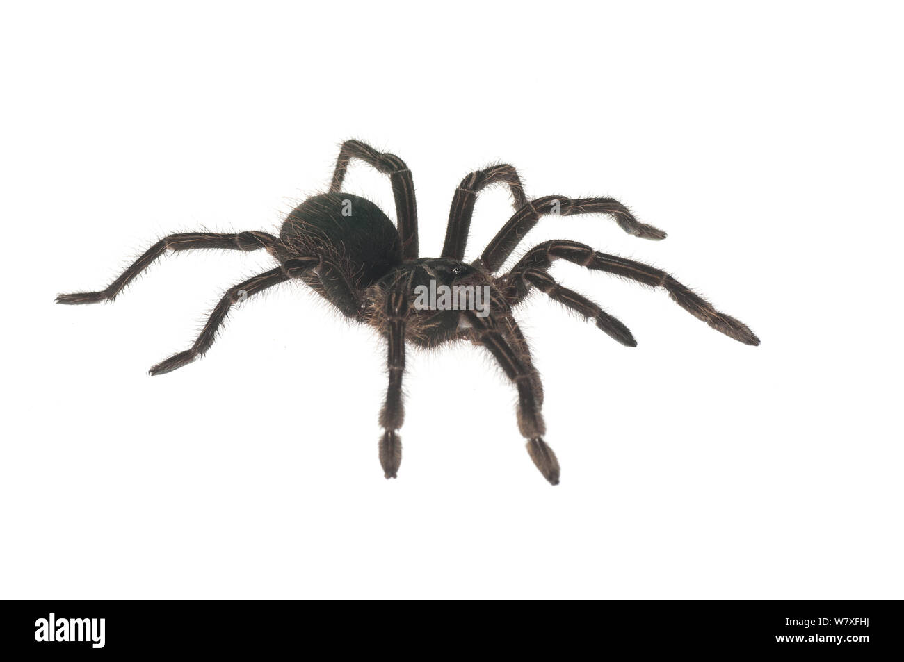 Sub-adult Burgundy bird-eater tarantula (Theraphosa stirmi), Kanuku ...