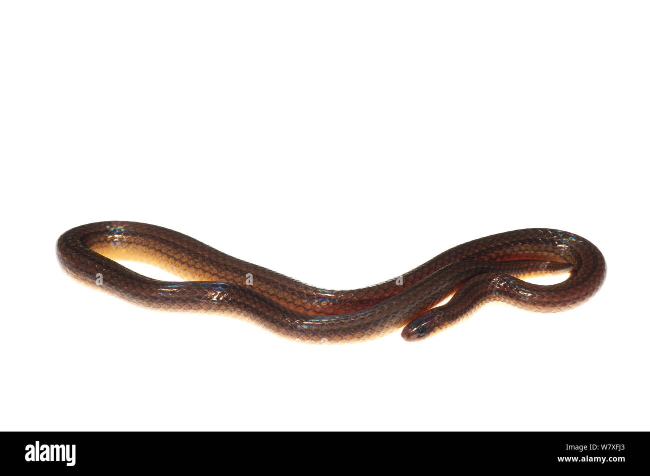 Three lined ground snake (Atractus trilineatus), Kanuku Mountains ...