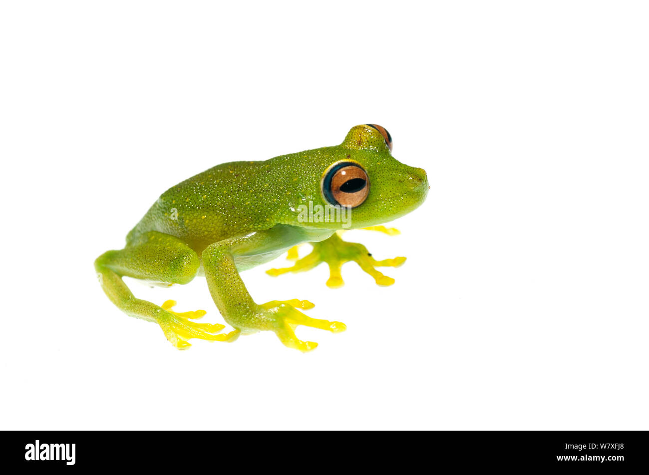 Demerara Falls tree frog (Hypsiboas cinerascens), Kanuku Mountains ...