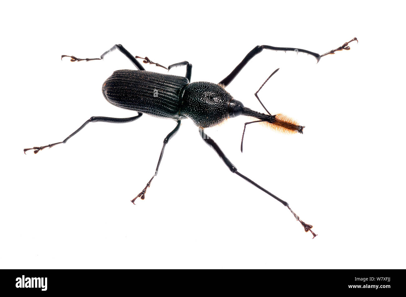 Bottlebrush weevil hi-res stock photography and images - Alamy