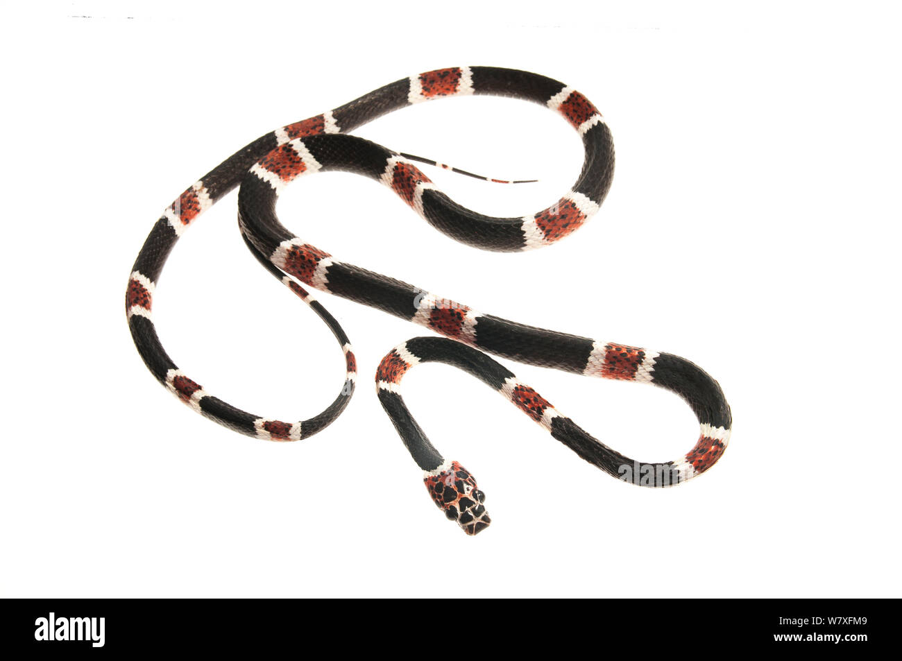 Banded snake hi-res stock photography and images - Alamy