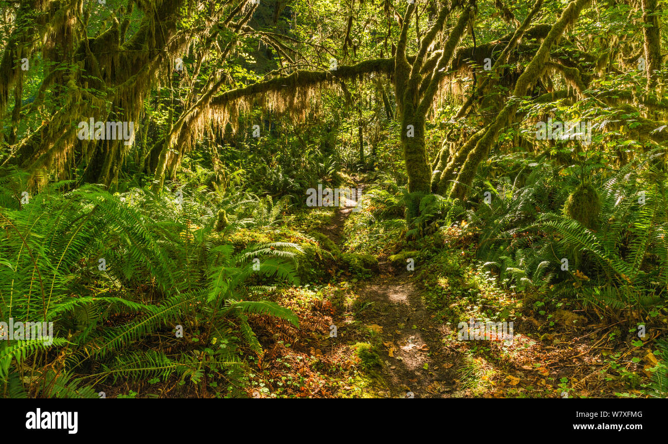 Ferns, moss growing over trees in temperate rain forest, at Sams River ...
