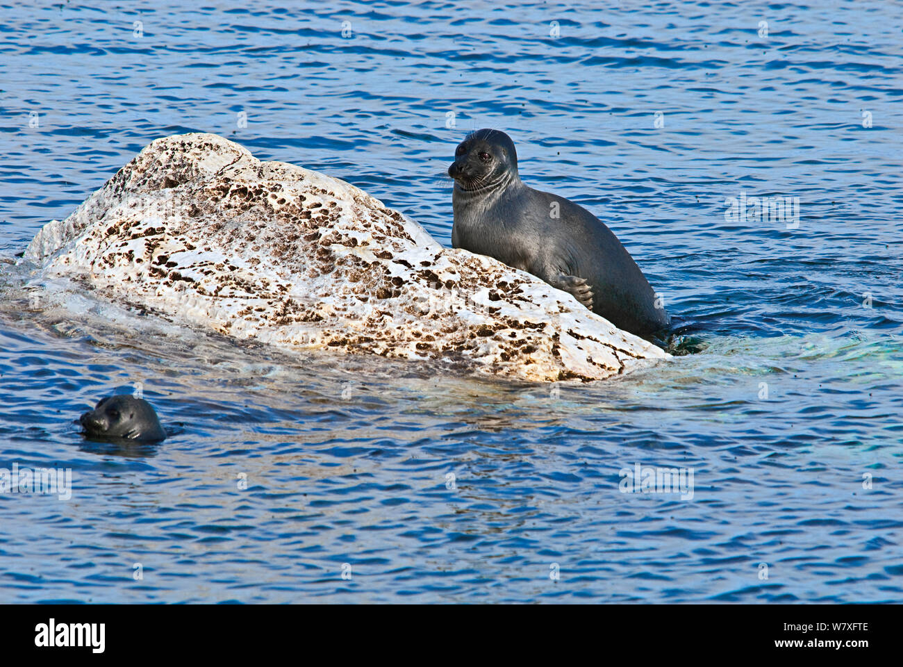 Baikal seals (Pusa sibirica), endemic to Lake Baikal, Russia, June ...
