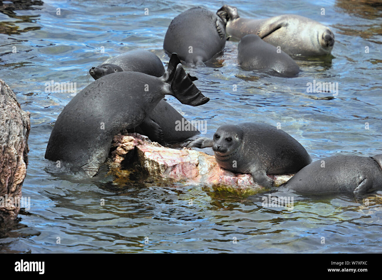 Baikal seals (Pusa sibirica), endemic to Lake Baikal, Russia, May Stock ...