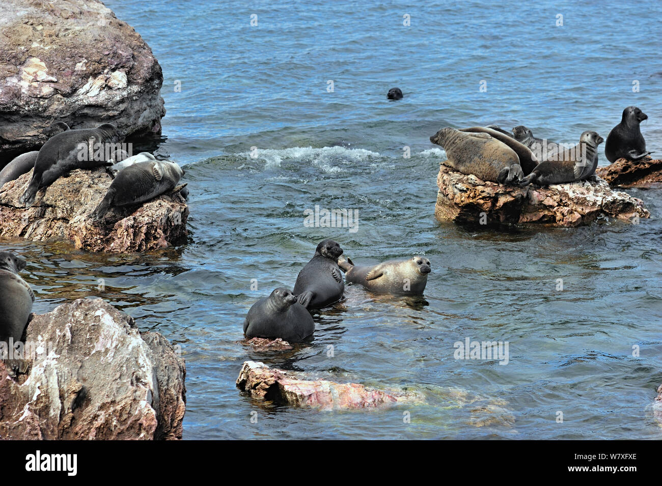 Baikal seals (Pusa sibirica), endemic to Lake Baikal, Russia, May Stock ...
