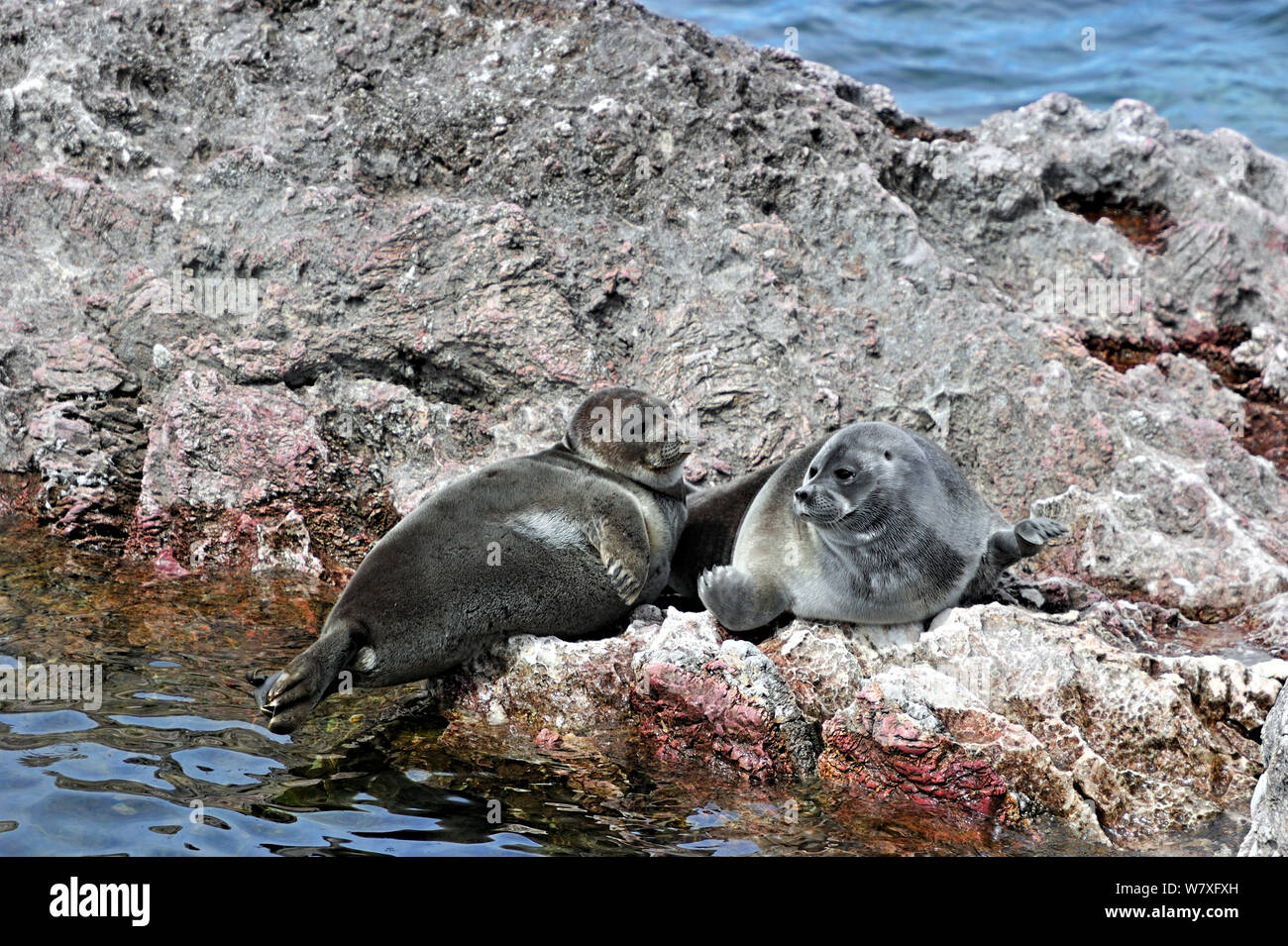 Baikal seals (Pusa sibirica), an endemic species, hauled out on rock ...