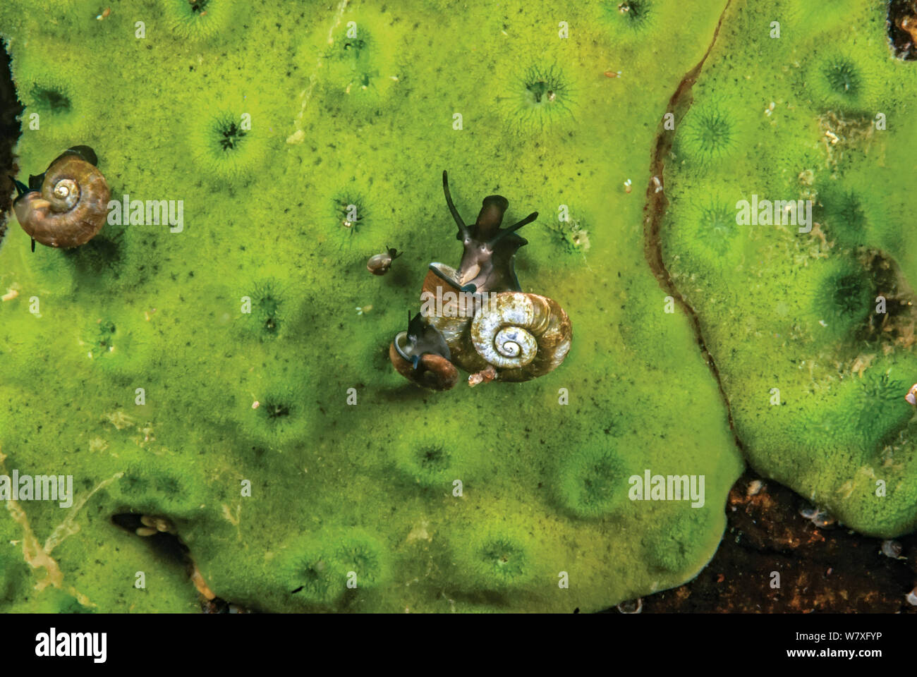 Snails (Megalovalvata sp.) on overgrown sponge (Baikalospongia sp ...