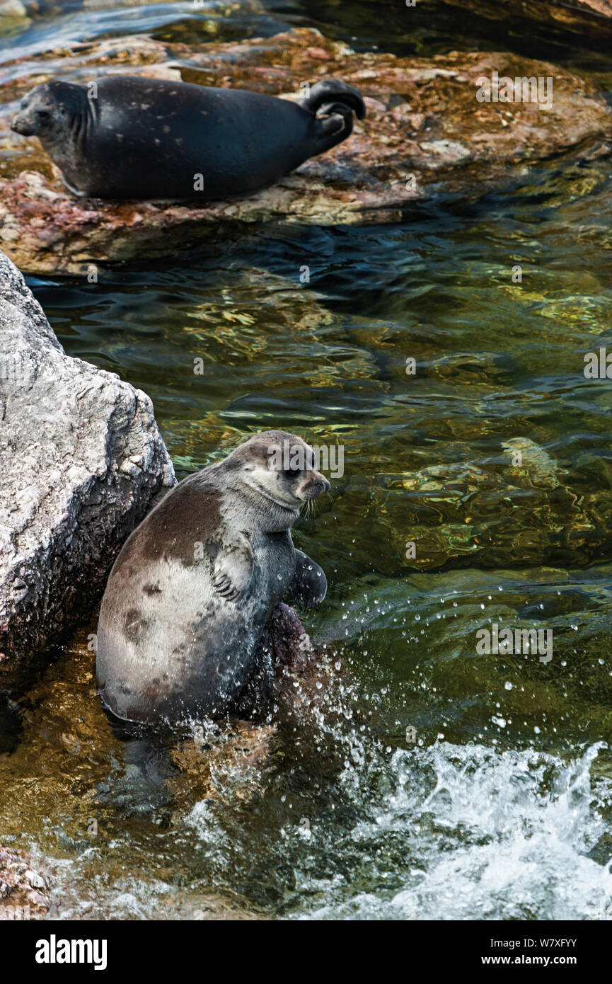 Baikal seals (Pusa sibirica), endemic to Lake Baikal, Russia, May Stock ...