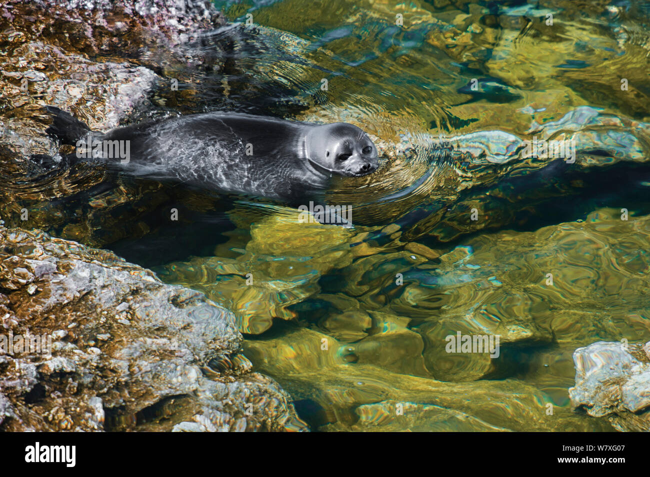 Freshwater seal lake baikal hi-res stock photography and images - Alamy